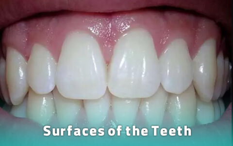 Surfaces of the Teeth | Mesial, Distal, Buccal